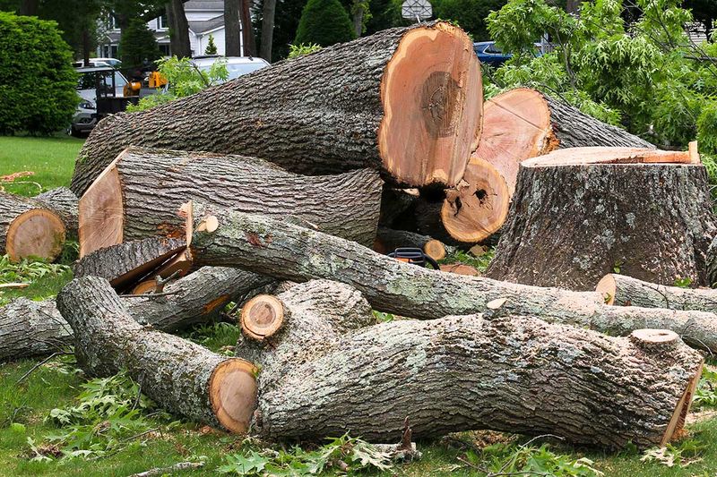 DA Arborist Reports – Blacktown Council | Level 5 Tree Reports ...