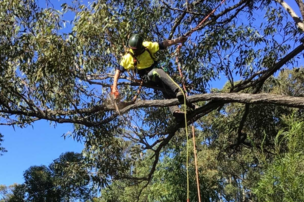 DA Arborist Reports – Blacktown Council | Level 5 Tree Reports ...