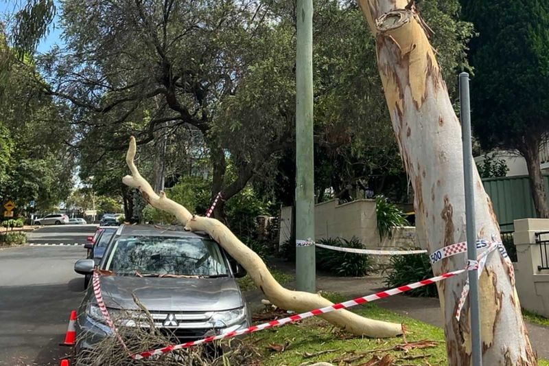 DA Arborist Reports – Blacktown Council | Level 5 Tree Reports ...