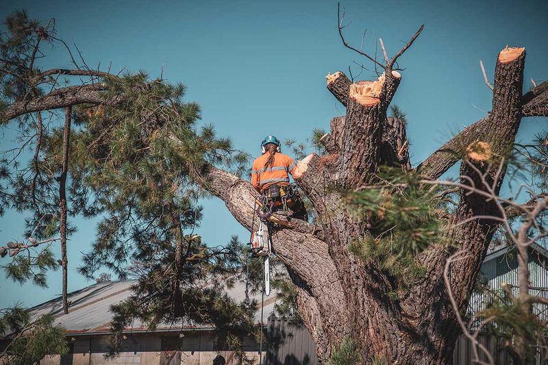 DA Arborist Reports – Blacktown Council | Level 5 Tree Reports ...